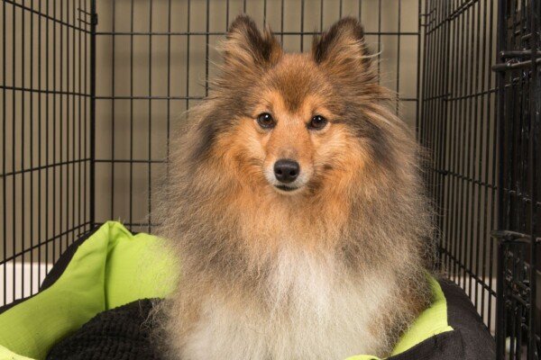 4 Tips for Crate Training Success - The Animal Cave