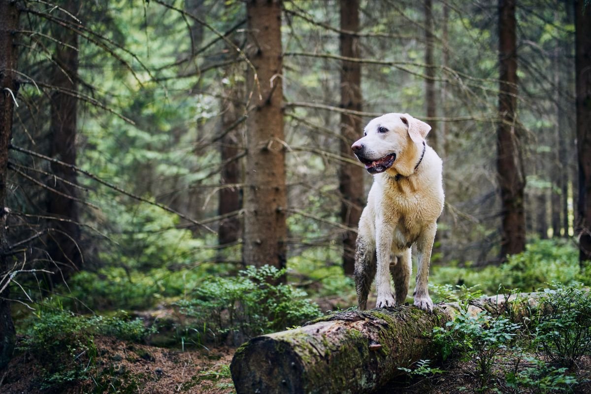 Paws Across America: Road Tripping with Your Dog to Must-See Landmarks ...