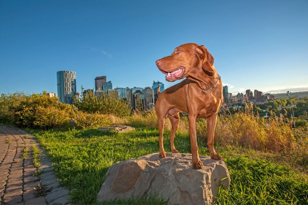 Doggy Day Out: Discovering the Most Pet-Friendly Cities Around the ...