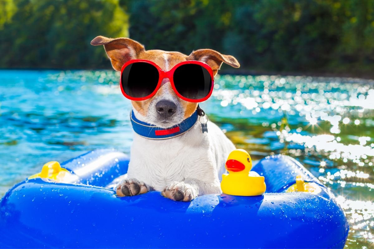 7 Summer Safety Tips for Dogs - The Animal Cave