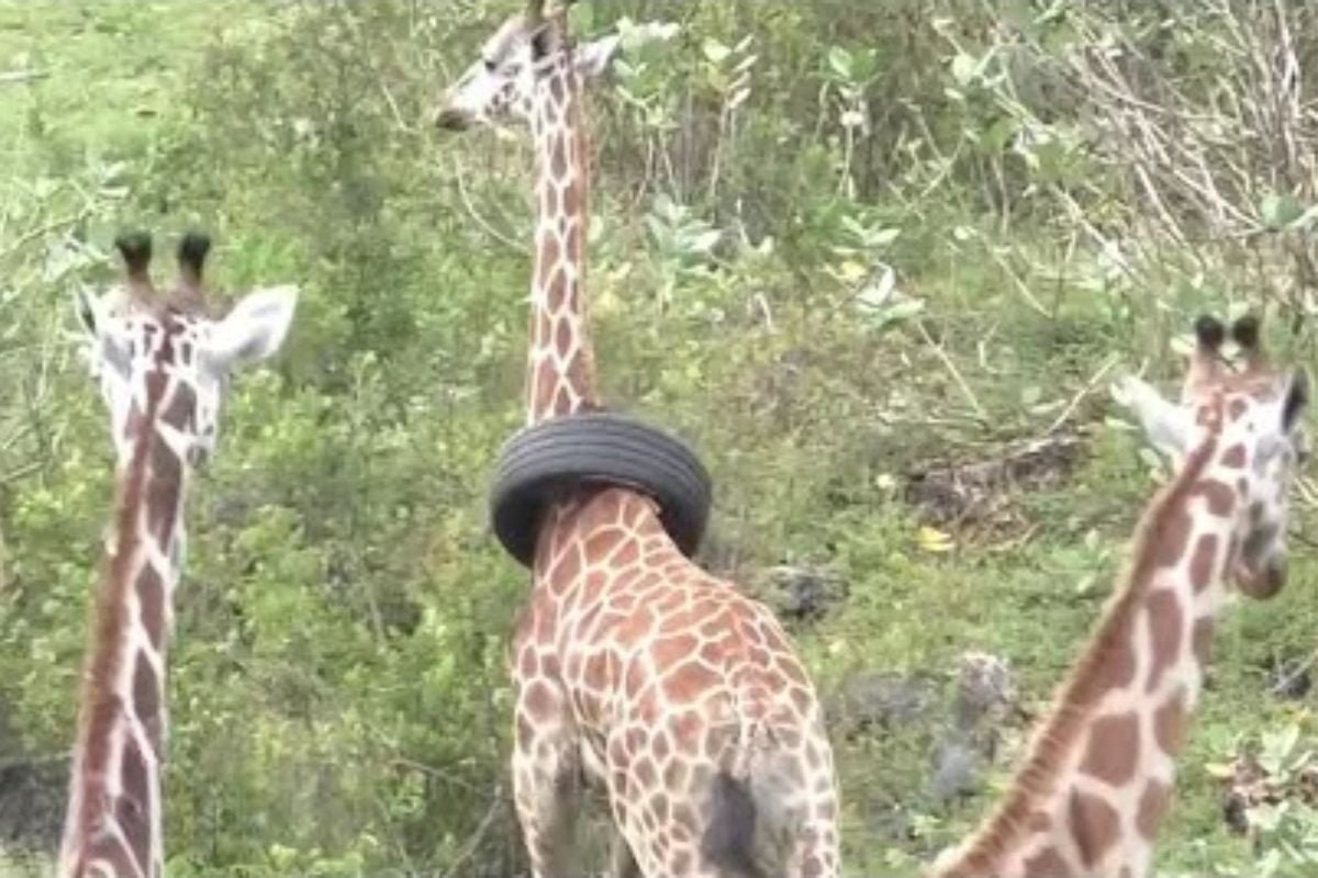 Race against time: Saving a giraffe from a tire! - The Animal Cave