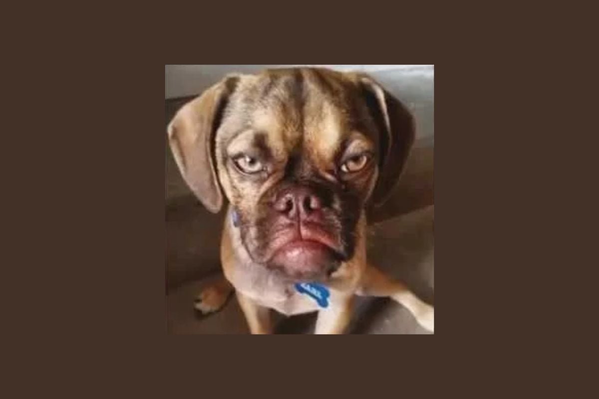 Grumpy Dog's Loathing Makes Grumpy Cat Seem Loving - The Animal Cave