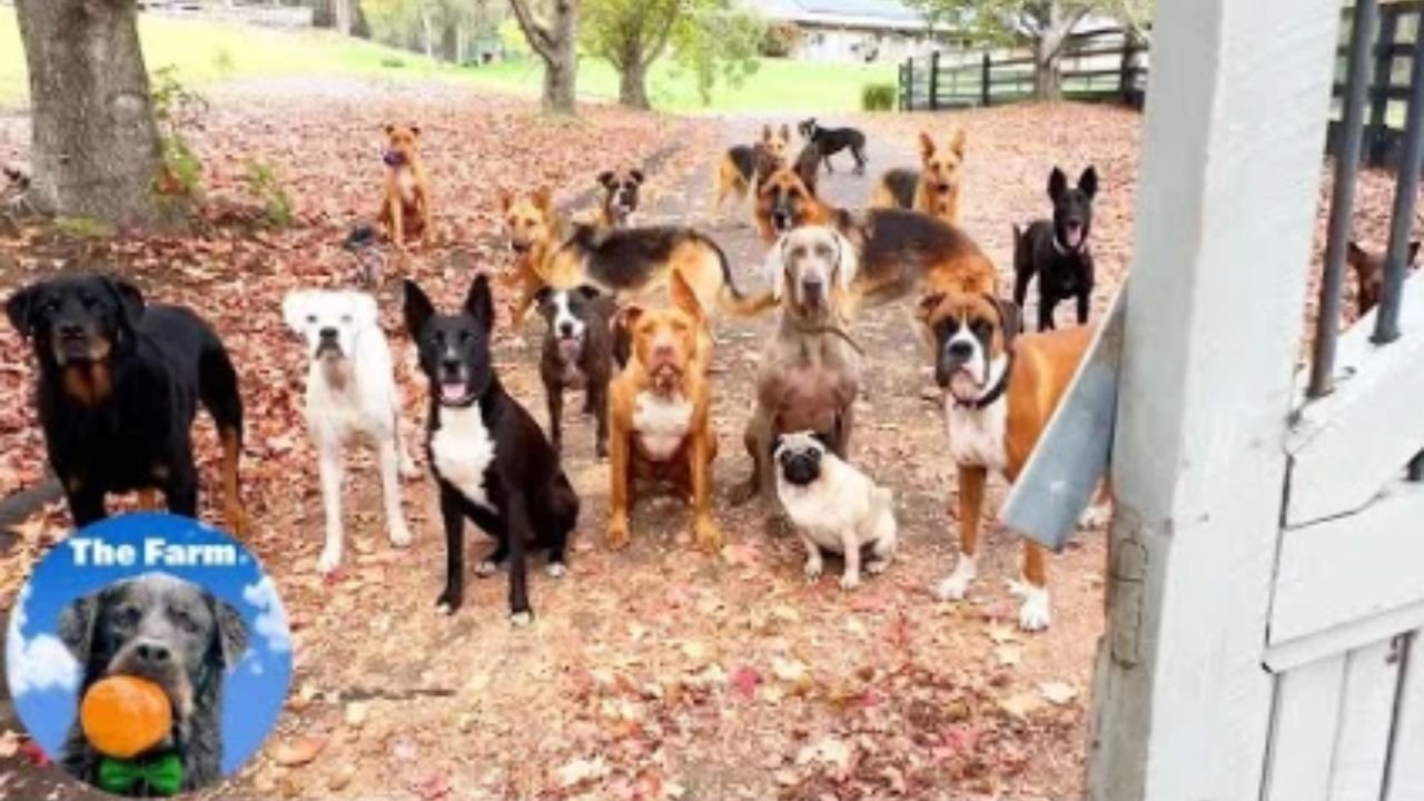 This Veteran Lives With 21 Dogs!