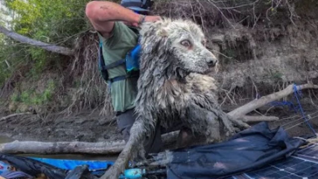 Dog Rescued by Man After Being Trapped Under a Log! - The Animal Cave