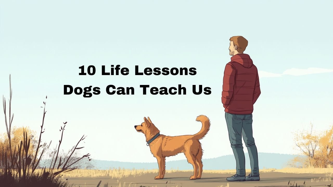 10 Life Lessons We Can Learn From Dogs: #4 Will Change Your Perspective