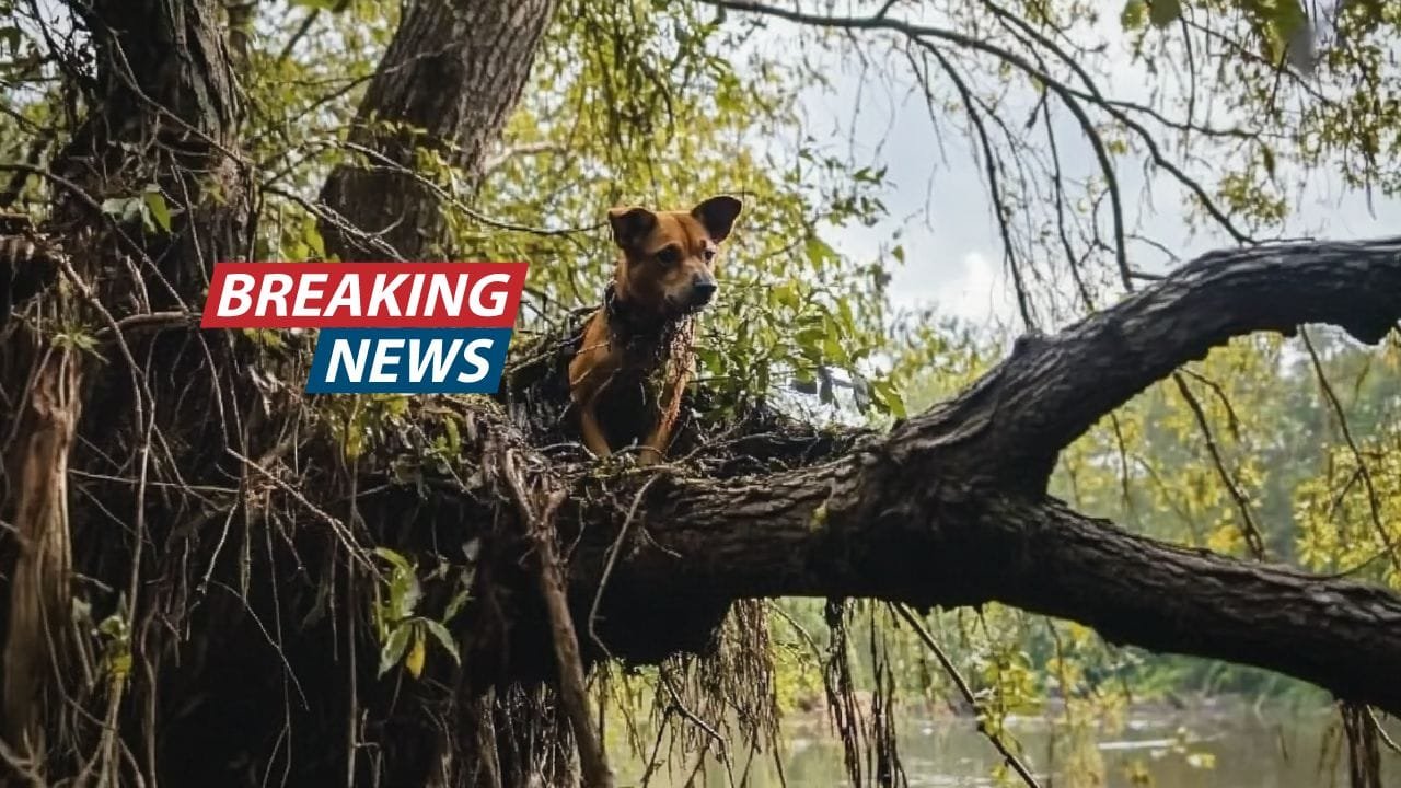Dog Found in Treetop After Helene Flood Reunites with Family - The ...
