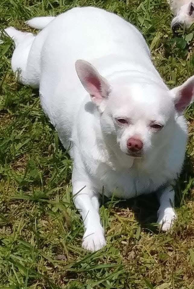 PEPE - The Animal Cave