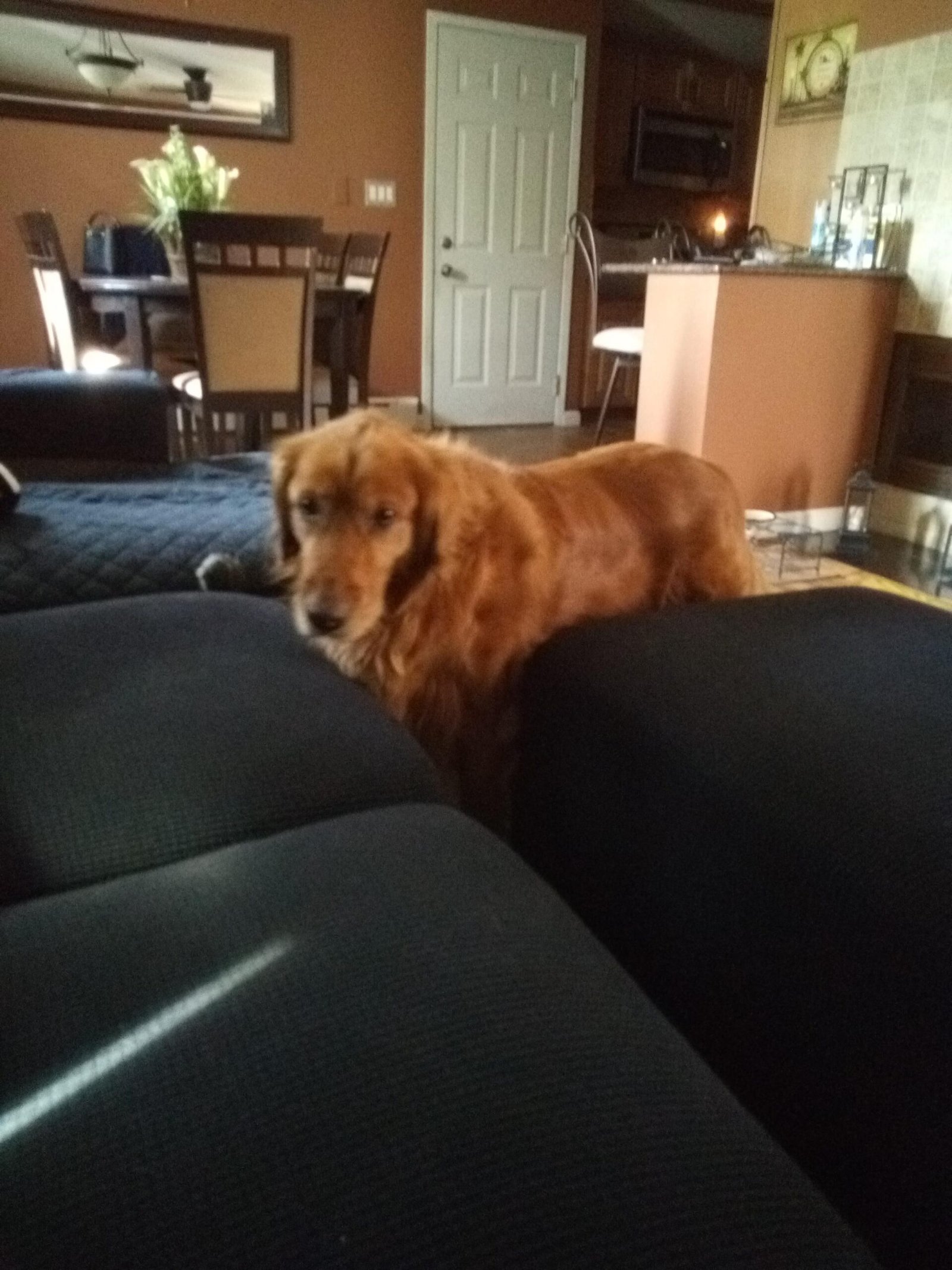 Chloe - The Animal Cave