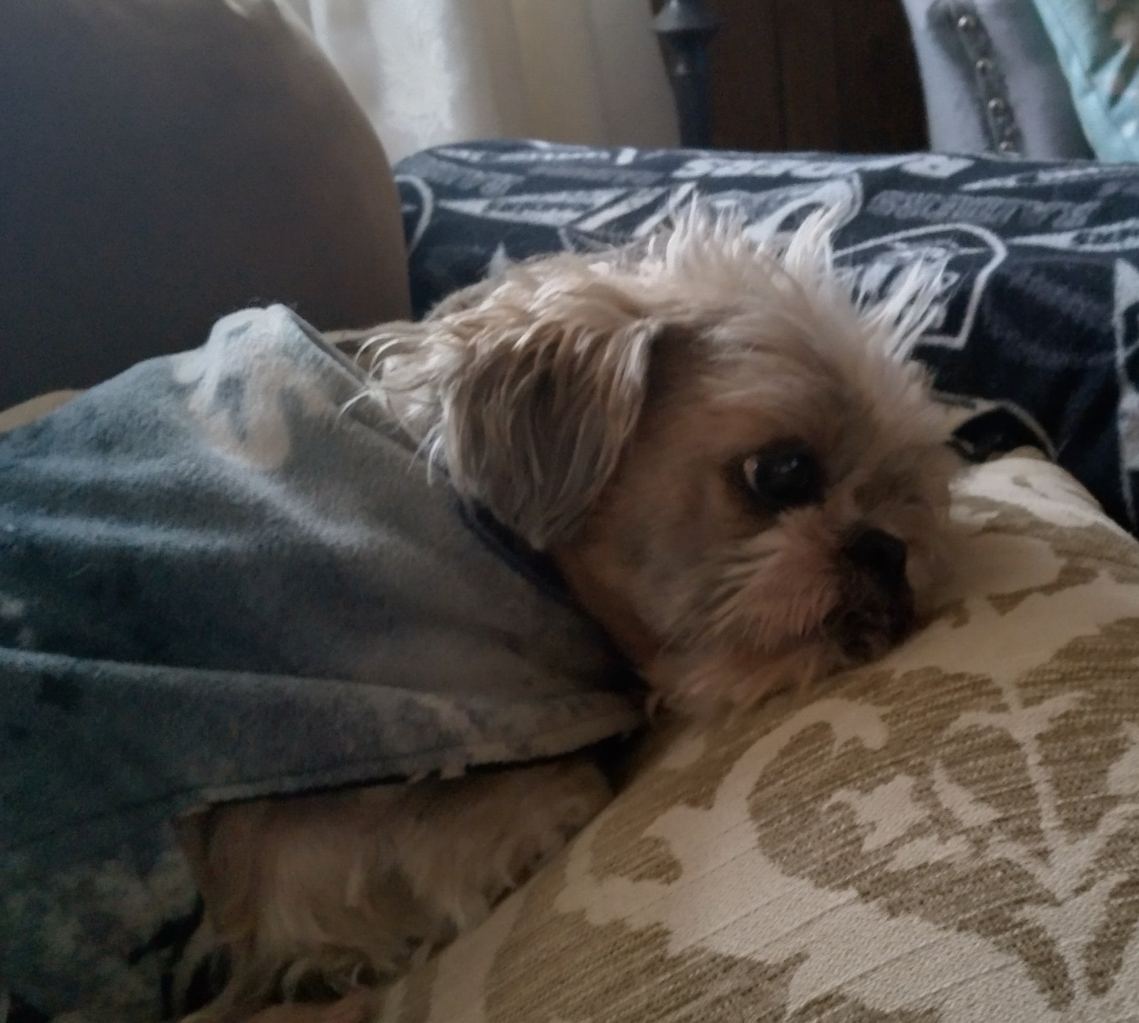 Charlie - The Animal Cave