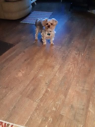 Peanut - The Animal Cave